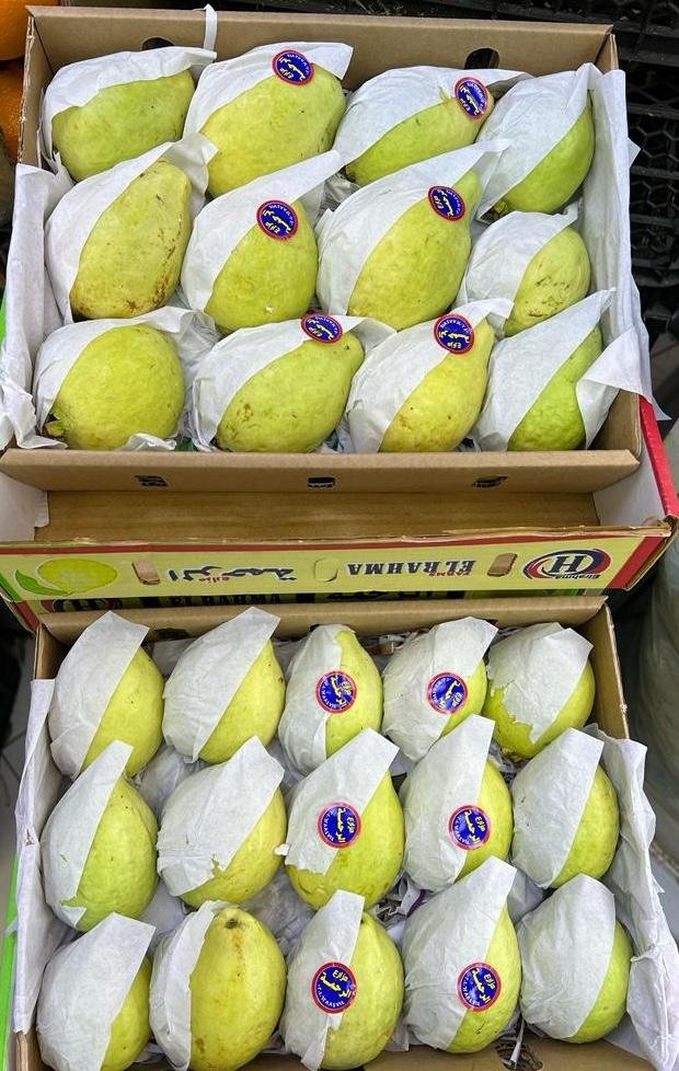 Egyptian guava "BOX" | Sham Super Market